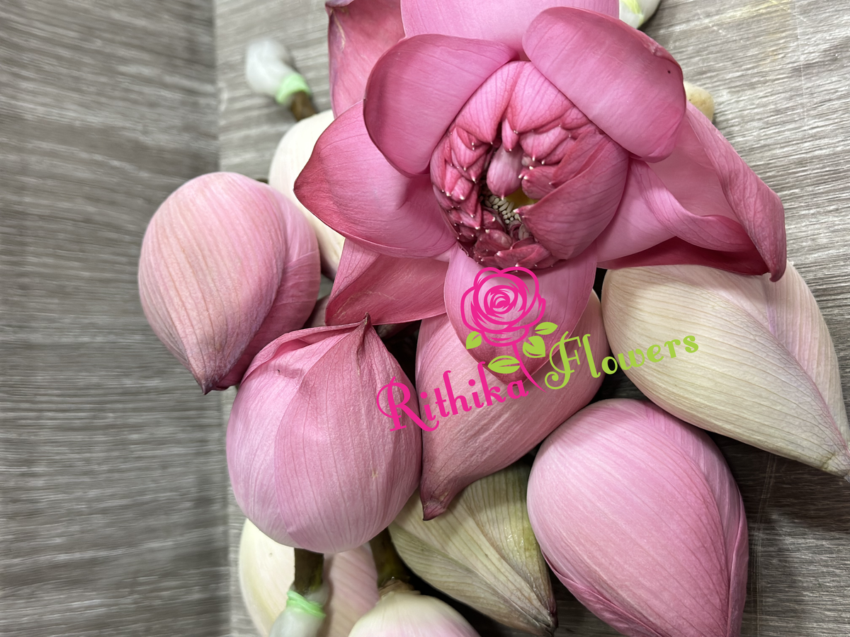 Flowers F-005 – Rithika Flowers Wembley